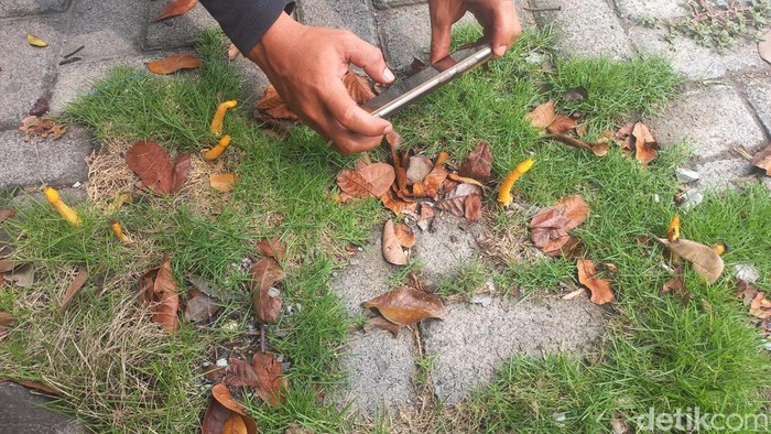 Penemuan Jamur Unik di Lamongan Bikin Heboh