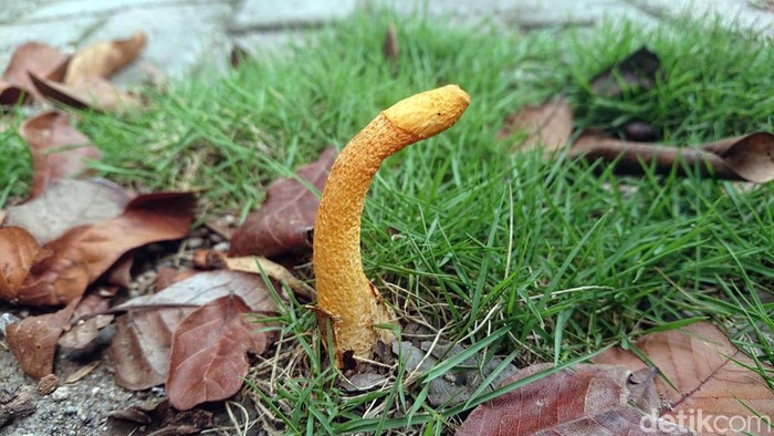 Penemuan Jamur Unik di Lamongan Bikin Heboh