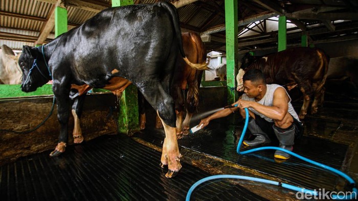 Menilik Proses Biogas: Energi dari Kotoran Sapi