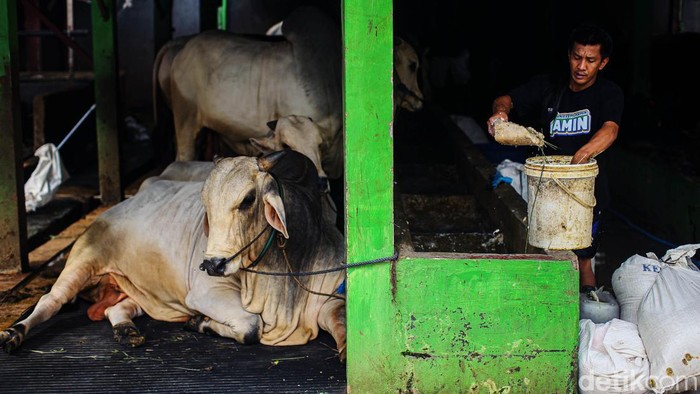 Menilik Proses Biogas: Energi dari Kotoran Sapi Menilik Proses Biogas: Energi dari Kotoran Sapi