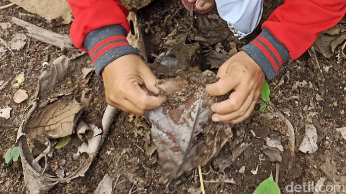Warga Blitar Berburu Entung Ulat Jati Laku Rp 100 Ribu/Kilo