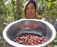 Sedang Musim Menyantap Ulat Jati, Apakah Halal Dikonsumsi Muslim?