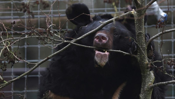 Potret Beruang Hitam yang Selamat dari Perang di Ukraina Potret Beruang Hitam yang Selamat dari Perang di Ukraina