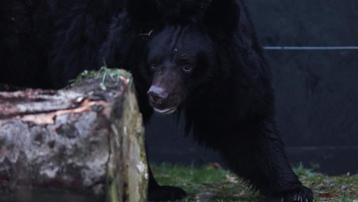 Potret Beruang Hitam yang Selamat dari Perang di Ukraina Potret Beruang Hitam yang Selamat dari Perang di Ukraina