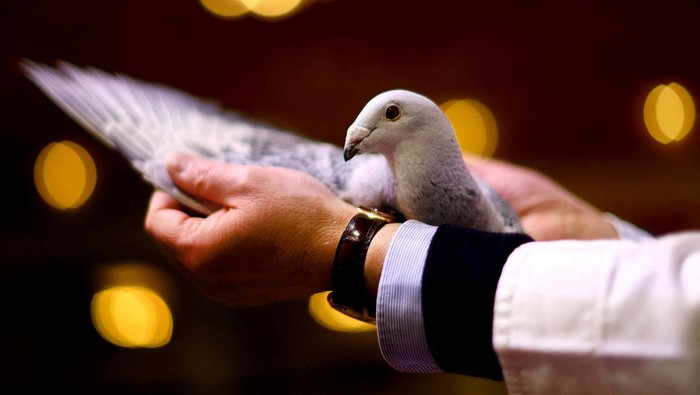 Melihat Deretan Merpati Cantik dalam Kontes Tahunan Terbesar di Inggris