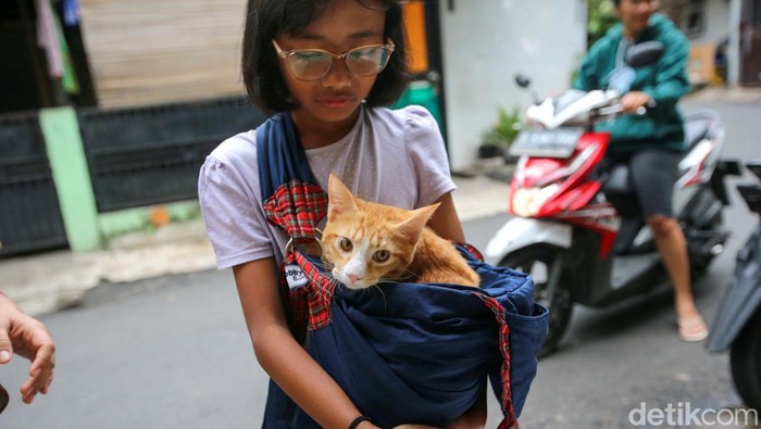 Biar Sehat, Si Meong Disuntik Vaksin Rabies Biar Sehat, Si Meong Disuntik Vaksin Rabies