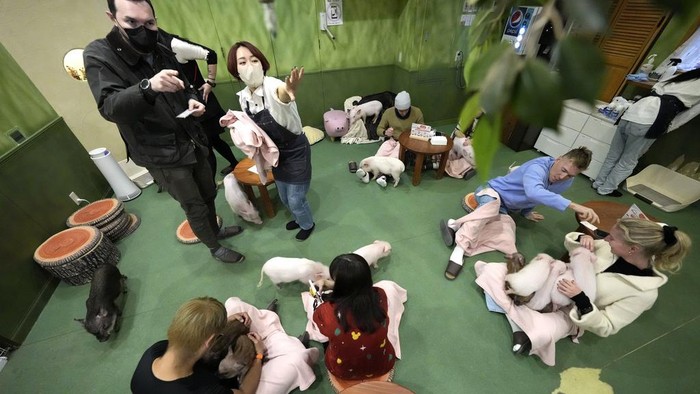 Unik, Kafe di Tokyo Hadirkan Babi-babi Mini untuk Teman Nongkrong