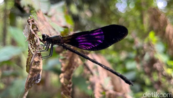Serunya Berburu Foto Beragam Capung di Wisata Jopuro Banyuwangi