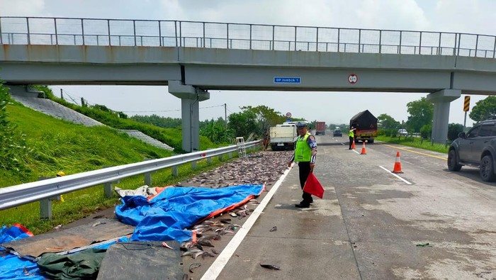 Pikap Terguling di Tol Jomo, Muatan Ikan Lele Berceceran Pikap Terguling di Tol Jomo, Muatan Ikan Lele Berceceran