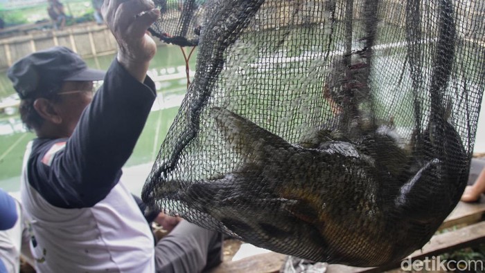 Memancing Ikan di Sungai Kanal Banjir Barat