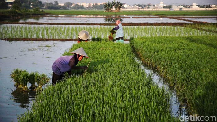 Semangat Petani Tanam Padi untuk Dukung Ketahanan Pangan