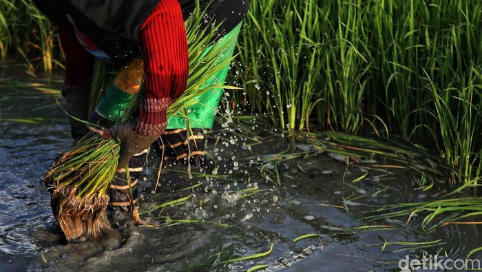 Semangat Petani Tanam Padi untuk Dukung Ketahanan Pangan