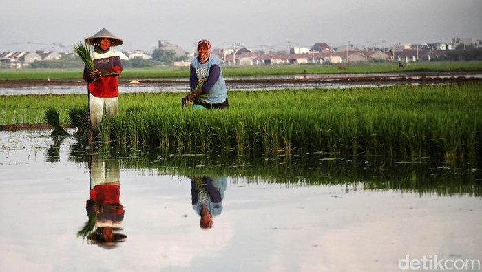 Semangat Petani Tanam Padi untuk Dukung Ketahanan Pangan