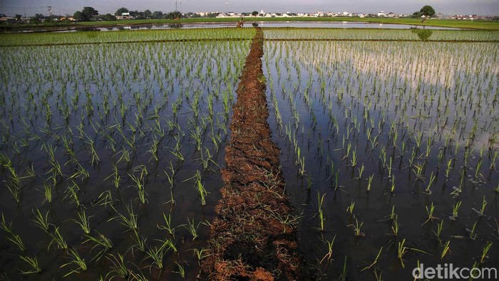 Semangat Petani Tanam Padi untuk Dukung Ketahanan Pangan