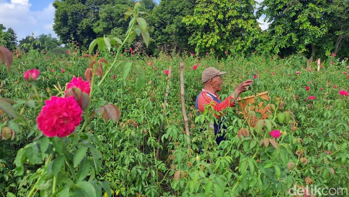 Petani Mawar di Jombang Panen Cuan Jelang Ramadan Petani Mawar di Jombang Panen Cuan Jelang Ramadan