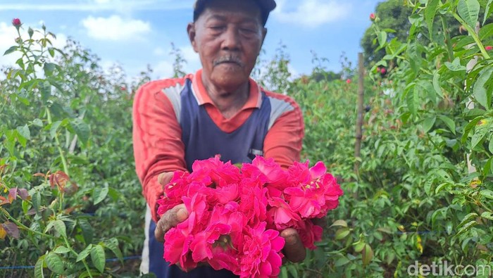 Petani Mawar di Jombang Panen Cuan Jelang Ramadan Petani Mawar di Jombang Panen Cuan Jelang Ramadan