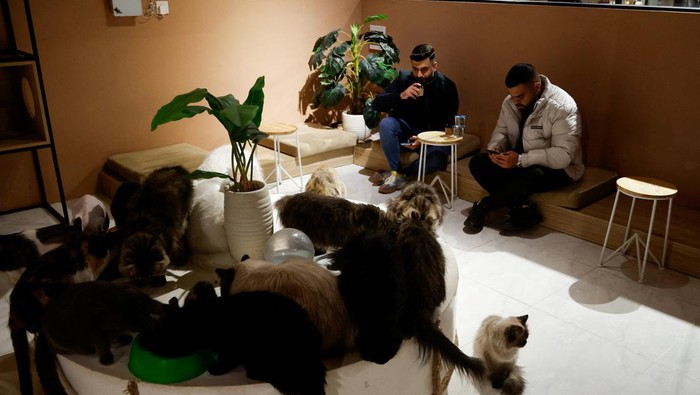 Sensasi Ngopi Ditemani Kucing-kucing Gemas di Irak