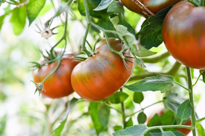 Bukan Merah, 10 Varietas Tomat Ini Berwarna Gelap Hampir Hitam