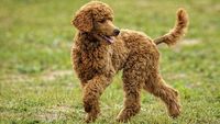Anjing Toy Poodle: Ciri-ciri, Karakter, dan Cara Merawatnya