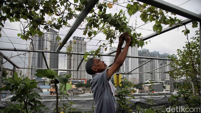 Wow! Beragam Sayur dan Buah Tumbuh di Atap Masjid
