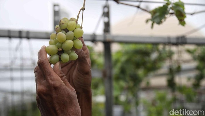 Wow! Beragam Sayur dan Buah Tumbuh di Atap Masjid