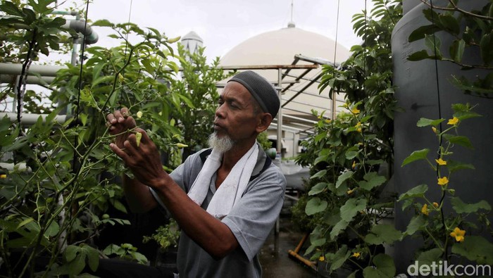 Wow! Beragam Sayur dan Buah Tumbuh di Atap Masjid