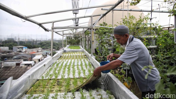 Wow! Beragam Sayur dan Buah Tumbuh di Atap Masjid