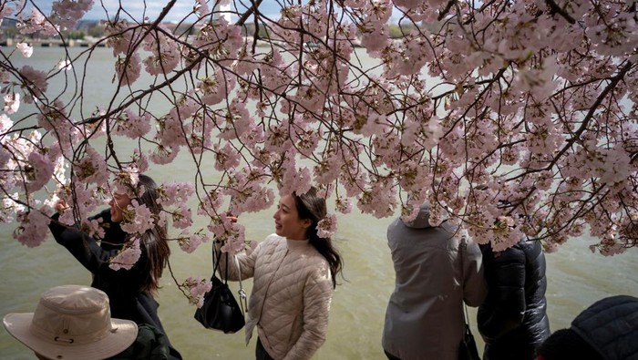 Terbius Keindahan Sakura Mekar Terakhir di Tidal Basin Washington