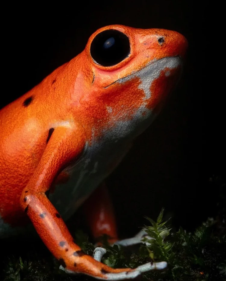 Foto Katak Beracun Tapi Bikin Terpesona Foto Katak Beracun Tapi Bikin Terpesona
