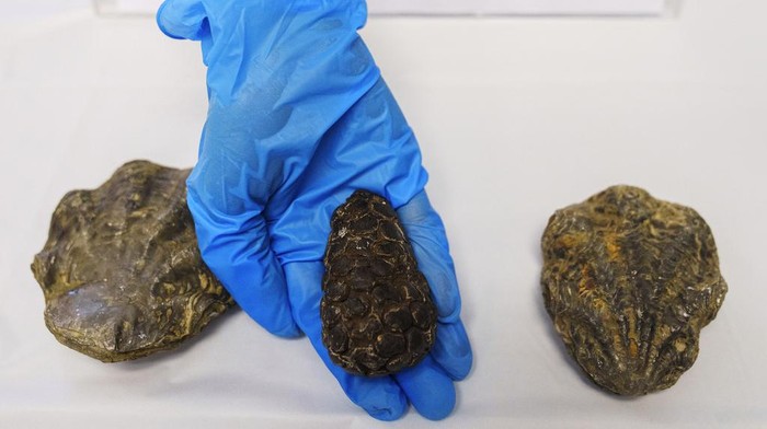 Peru Pamerkan Ribuan Keramik yang Jadi Simbol Kekayaan Bangsa Inca