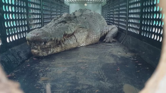 Akhir Teror Buaya 'Raksasa' di Queensland Akhir Teror Buaya 'Raksasa' di Queensland
