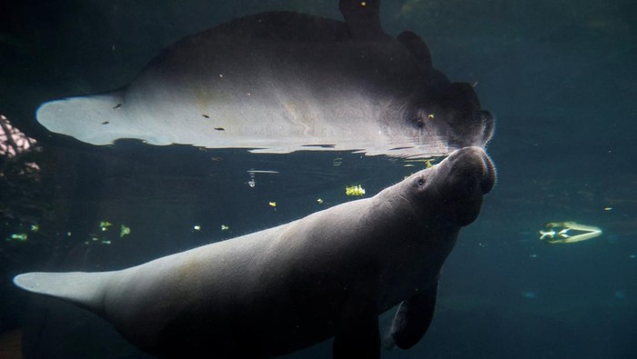 Kebun Binatang Paris Kedatangan Sapi Laut Betina, Begini Potretnya