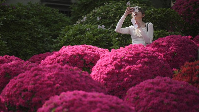 Terpesona Indahnya Bunga Azalea di Kuil Nezu Tokyo