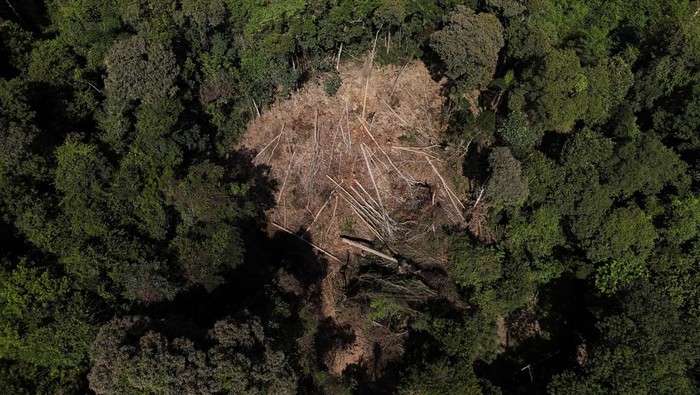 Foto Udara Hutan di Brasil Gundul Akibat Illegal Logging