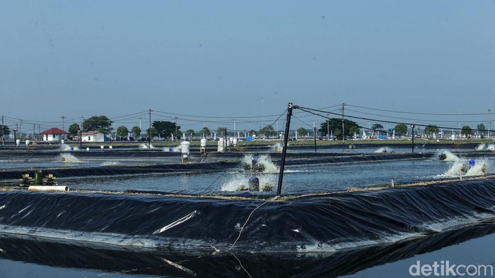 Melihat Budi Daya Nila dengan Teknologi eFeeder di BLUPPB Karawang