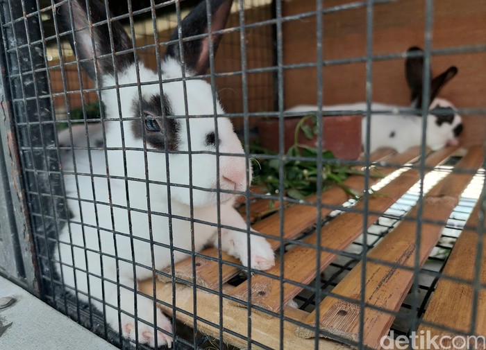 Kafe Koneng: Fasadnya Modern, Konsepnya Jadul, dan Ada Mini Zoo