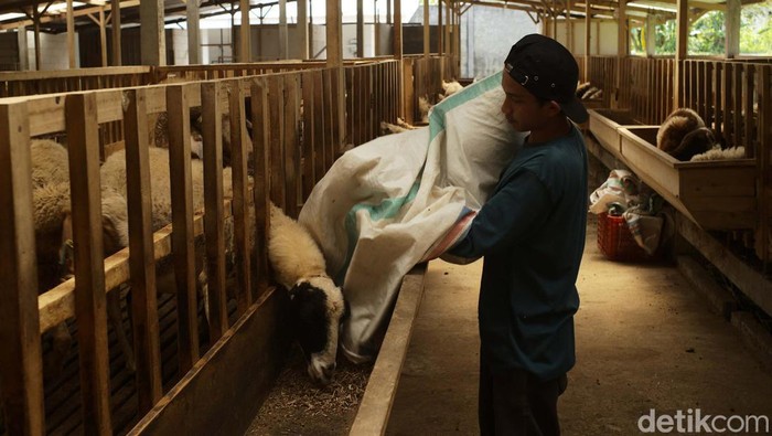 Melihat Wisata Edukasi Peternakan Kambing di Wonosobo Jawa Tengah