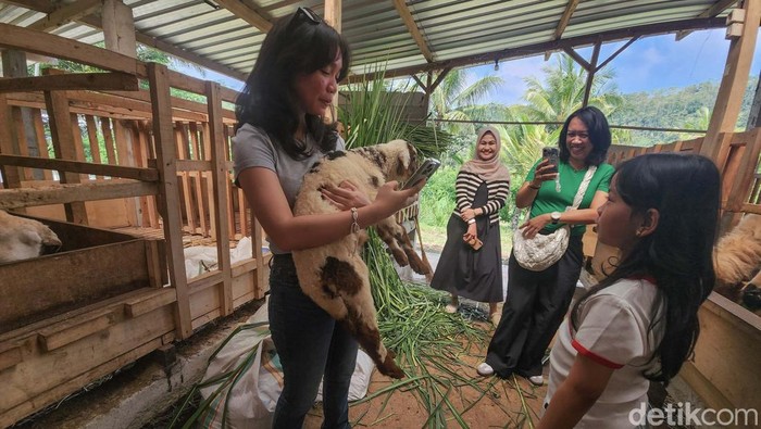 Melihat Wisata Edukasi Peternakan Kambing di Wonosobo Jawa Tengah