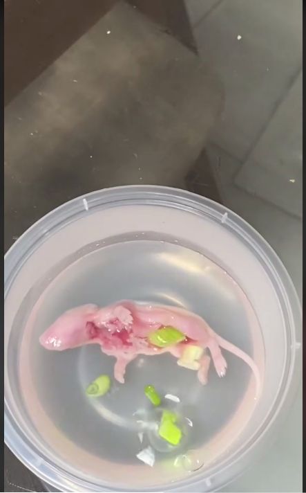 Ngeri! Pria Ini Bikin Jelly dengan Isian Bayi Tikus Ngeri! Pria Ini Bikin Jelly dengan Isian Bayi Tikus
