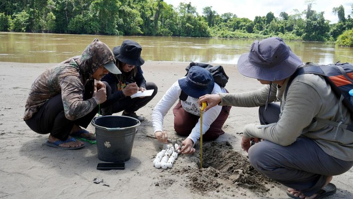 Jurus TSE Adopsi Kebijakan NDPE di Perkebunan Kelapa Sawit