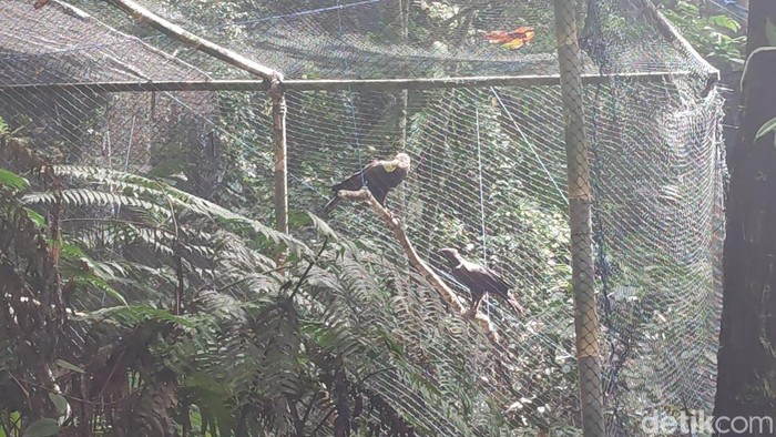 Dua Elang Brontok Jadi Penghuni Baru Gunung Sawal Ciamis