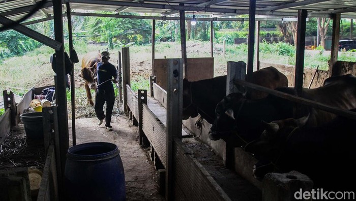 Menjelang Idul Adha, Pedagang Sapi Kurban Bertebaran di Jakarta