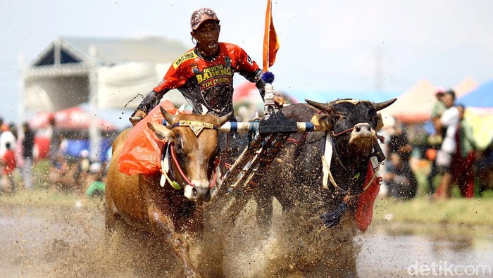 Melihat Keseruan Lomba Karapan Sapi Brujul di Probolinggo