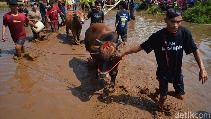 Melihat Keseruan Lomba Karapan Sapi Brujul di Probolinggo