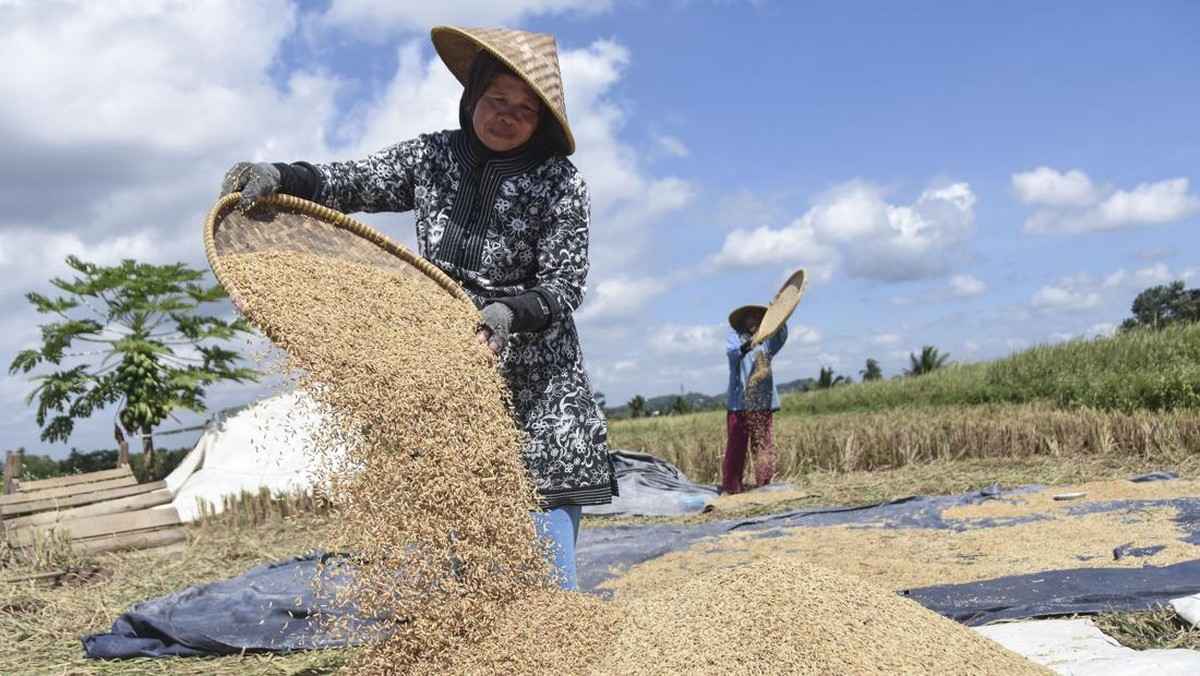 Produksi Padi di NTB Turun, Bulog Serap Gabah Secara Komersial