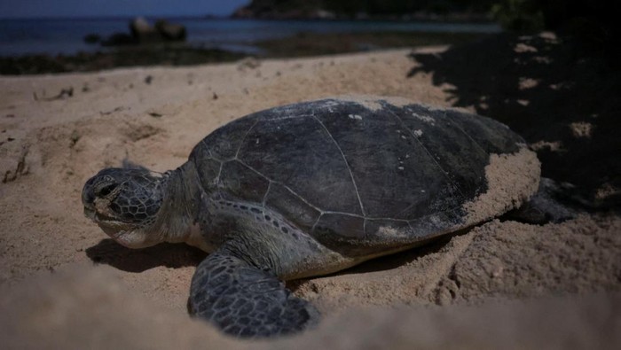 Aksi Sukarelawan Malaysia Selamatkan Populasi Penyu
