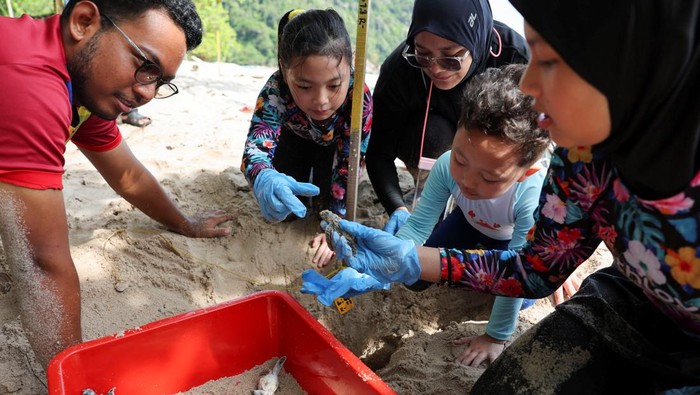 Aksi Sukarelawan Malaysia Selamatkan Populasi Penyu