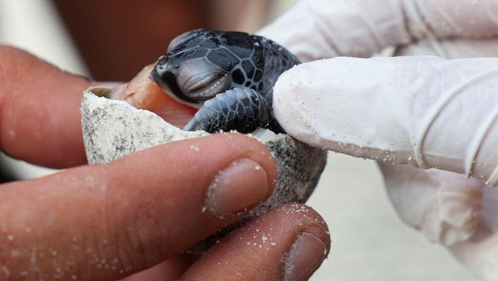 Aksi Sukarelawan Malaysia Selamatkan Populasi Penyu