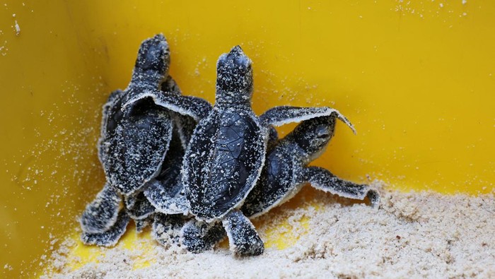 Aksi Sukarelawan Malaysia Selamatkan Populasi Penyu