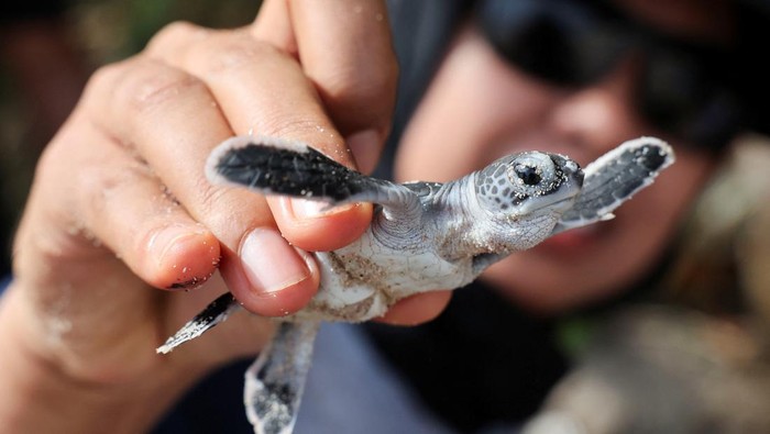 Aksi Sukarelawan Malaysia Selamatkan Populasi Penyu
